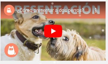 Como influyen las diferentes razas en la personalidad de cada perro