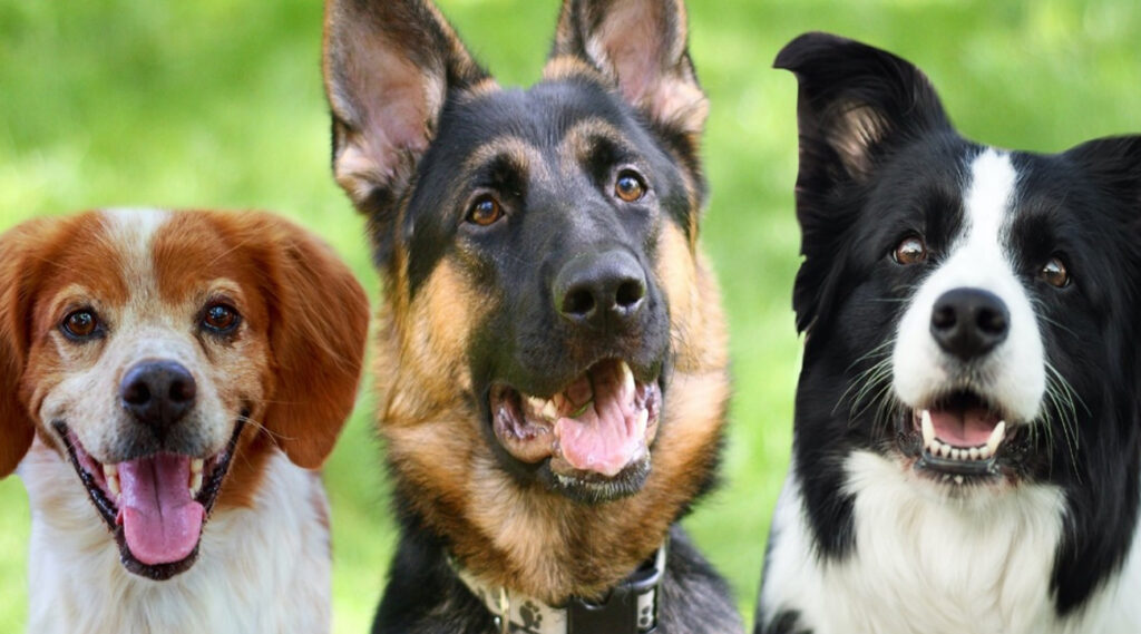 Como influyen las diferentes razas en la personalidad de cada perro