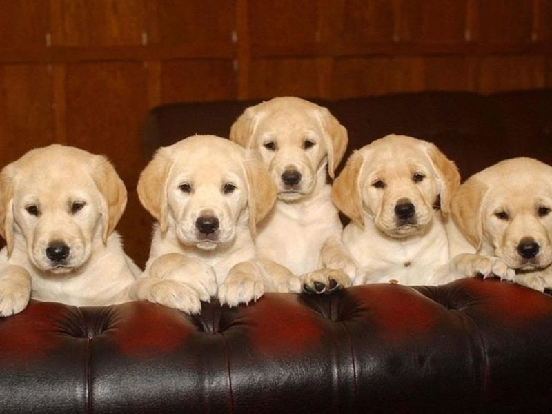 ¿Está mi perro enojado conmigo? Entendiendo sus emociones y ...