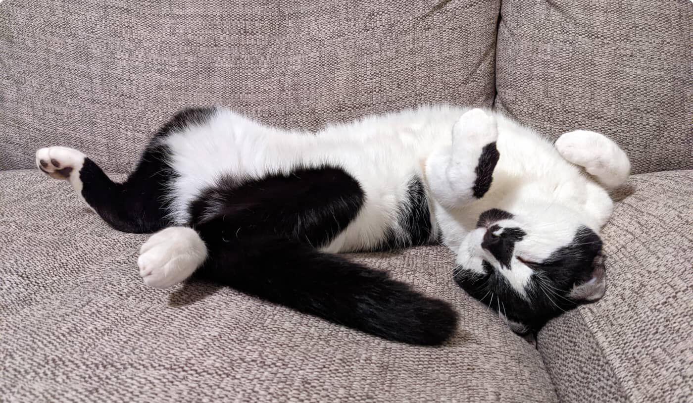 Cómo saber si mi gata está en celo y qué hacer al respecto - Blog de ...