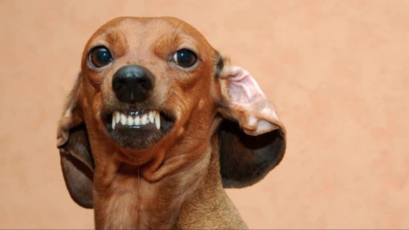 Cómo calmar a un perro enfadado - Blog de Mascoterias