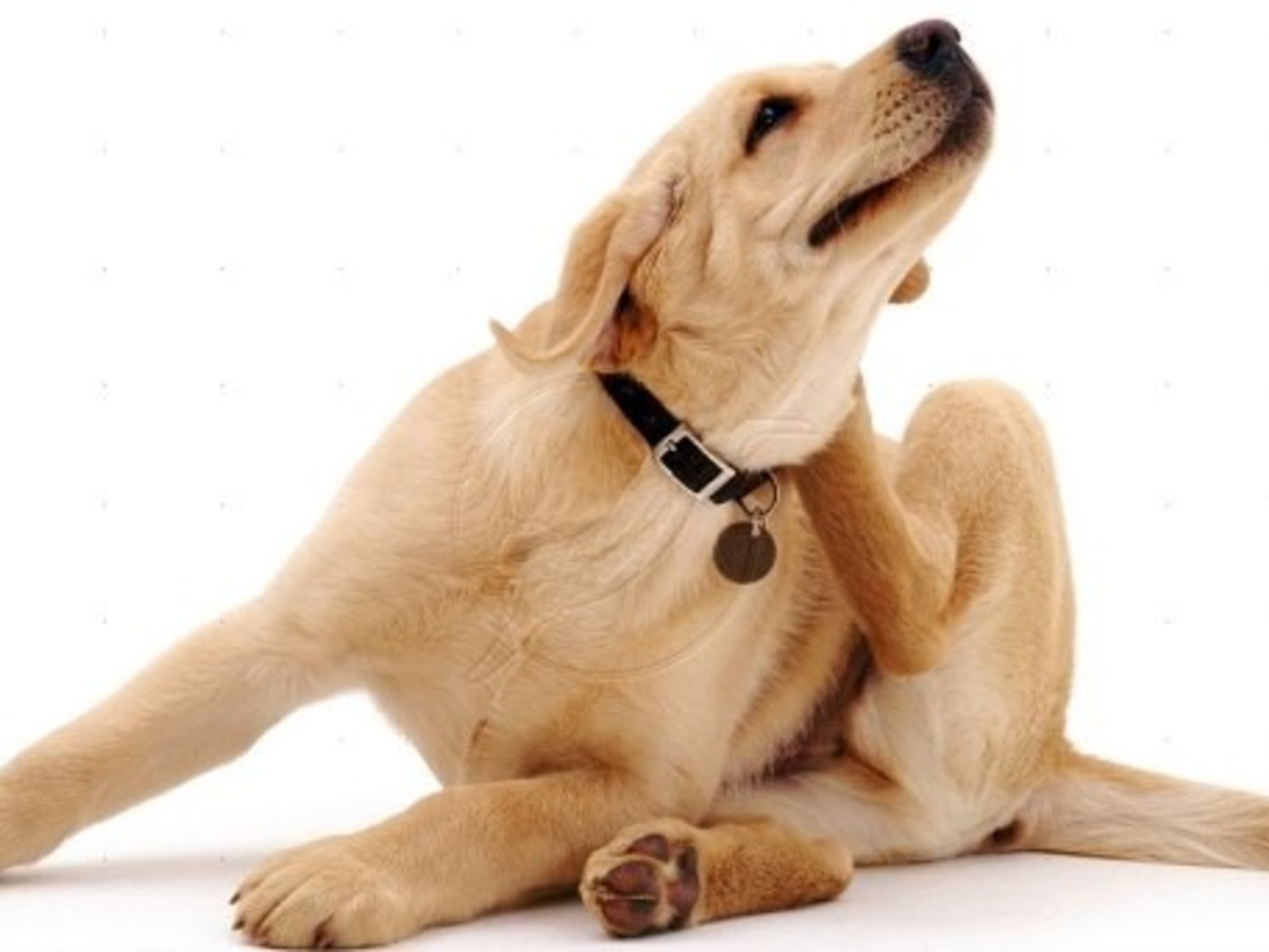 Autolesiones en perros: ¿por qué suceden y cómo ayudar a tu mascota ...